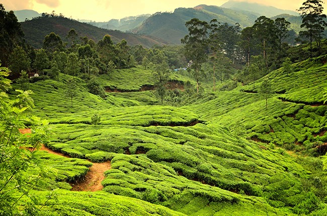 Munnar | Timeless India Journeys